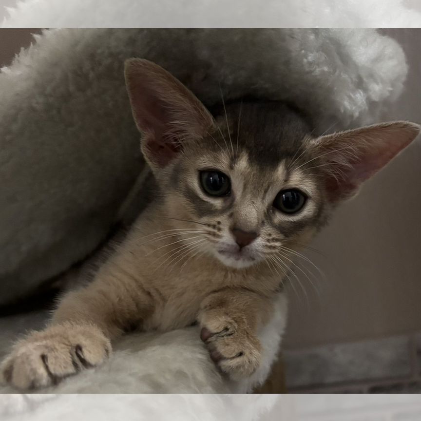 Абиссинский котёнок