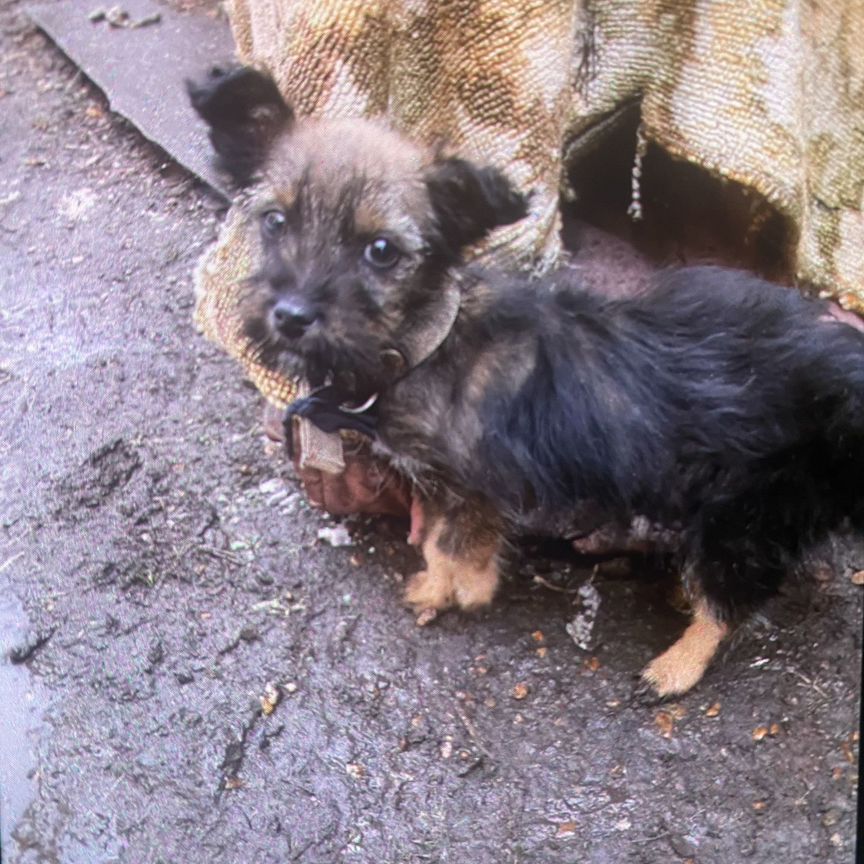 Смесь йорка