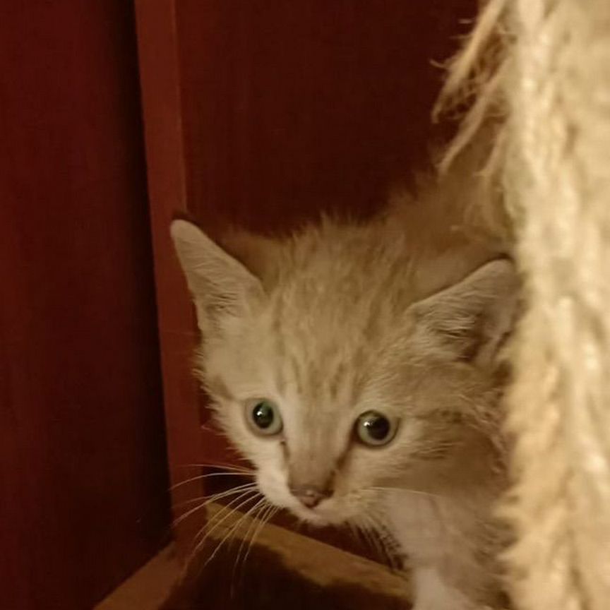 Котята невдупленыши