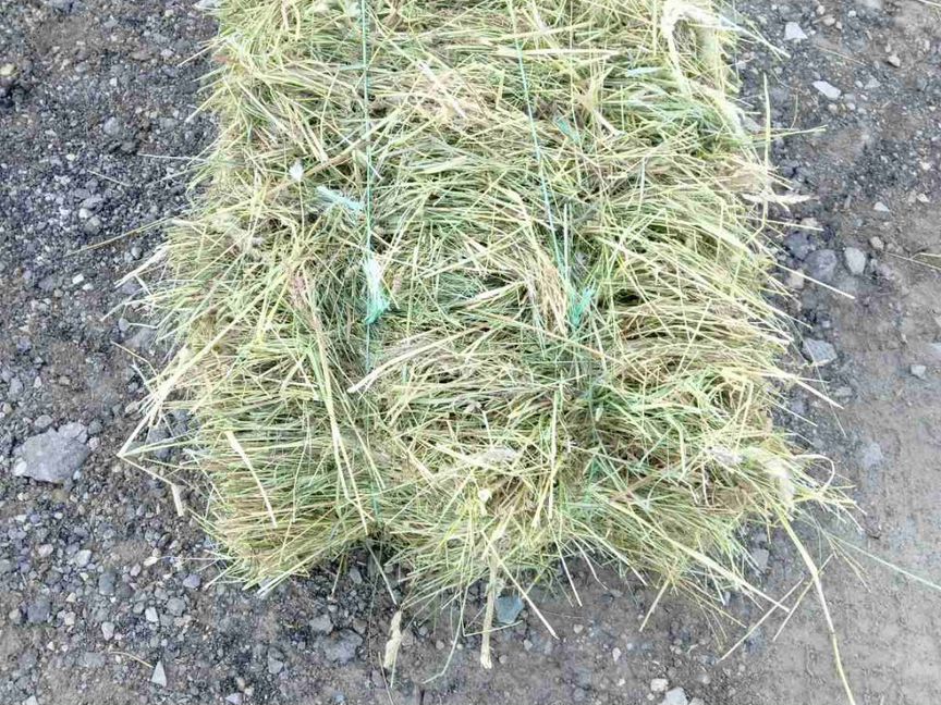 Продам сено в рулонах