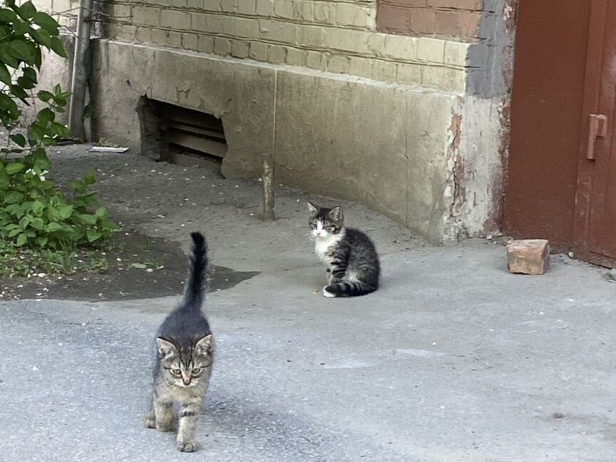 Котята в добрые руки