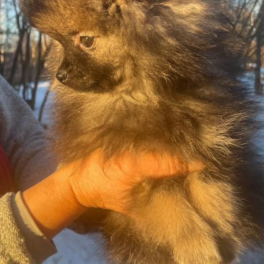 Щенок Малый шпиц мальчик РКФ
