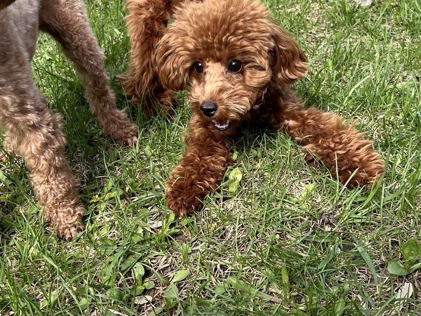 Той пудель подрощенная девочка 10 мес