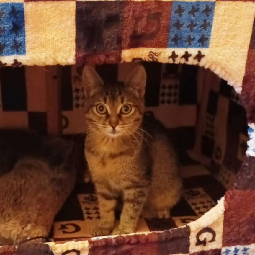 Котёнок 2 месяца