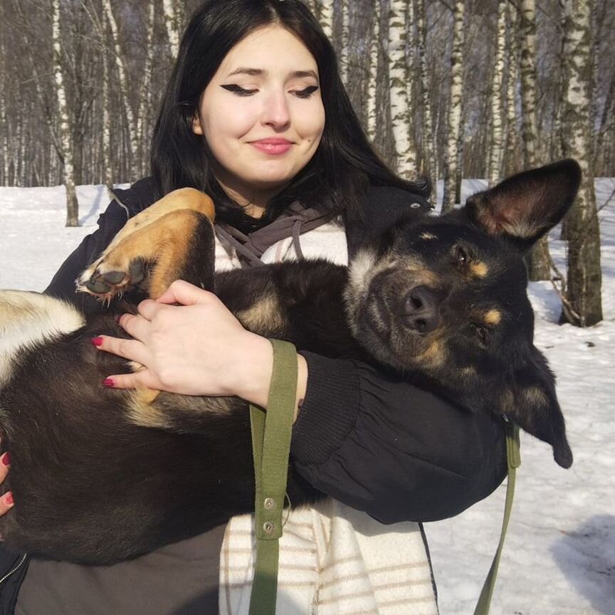 Собака из приюта ищет дом