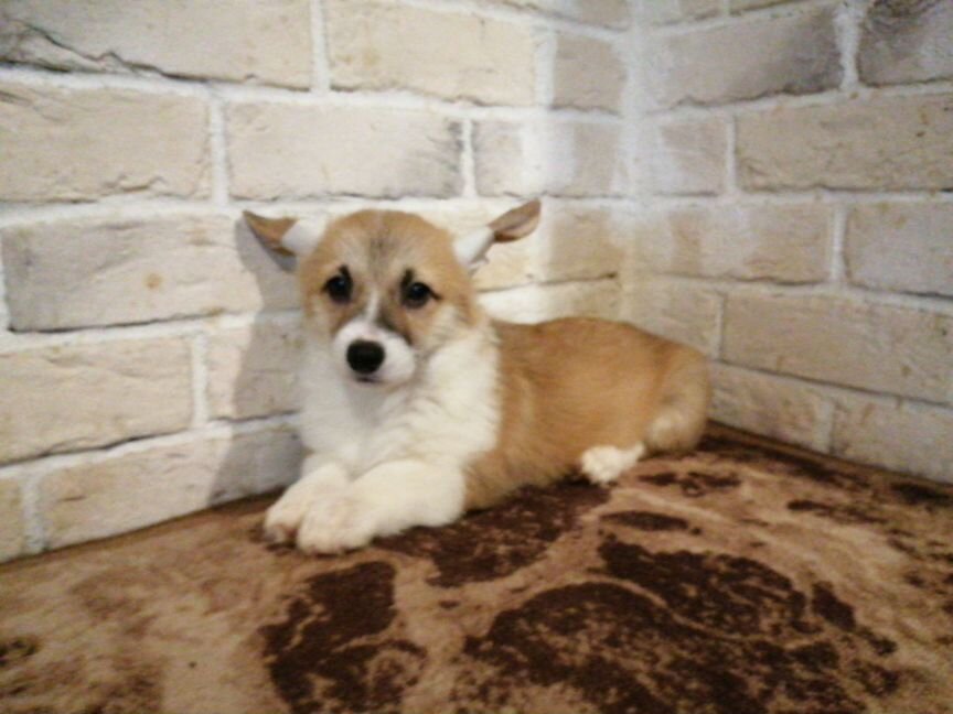 Вельш-корги пемброк