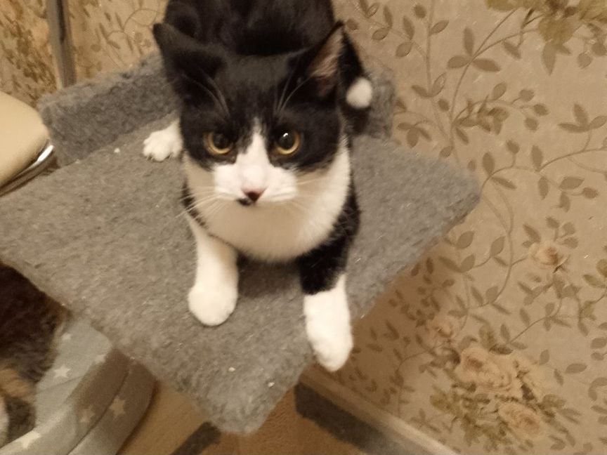 Продаю черно белую кошку