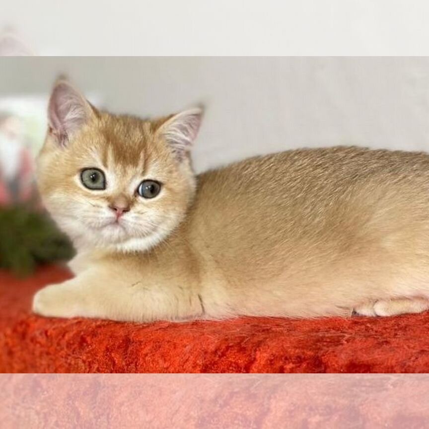 Британские котята шоколадный мальчик by11