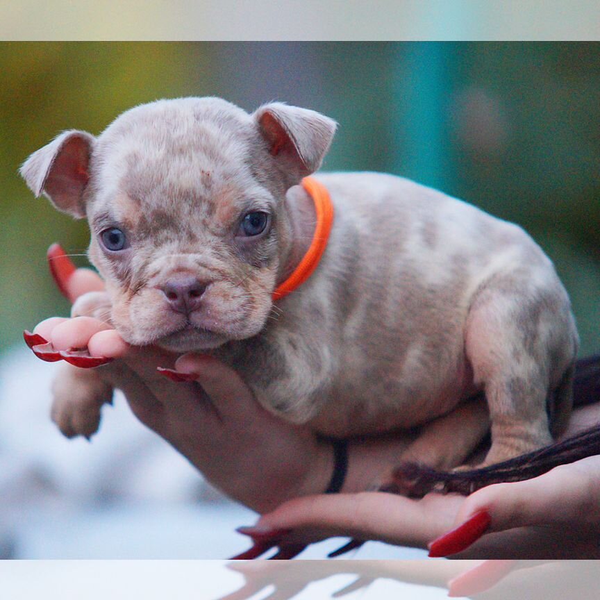 Американский булли, щенок