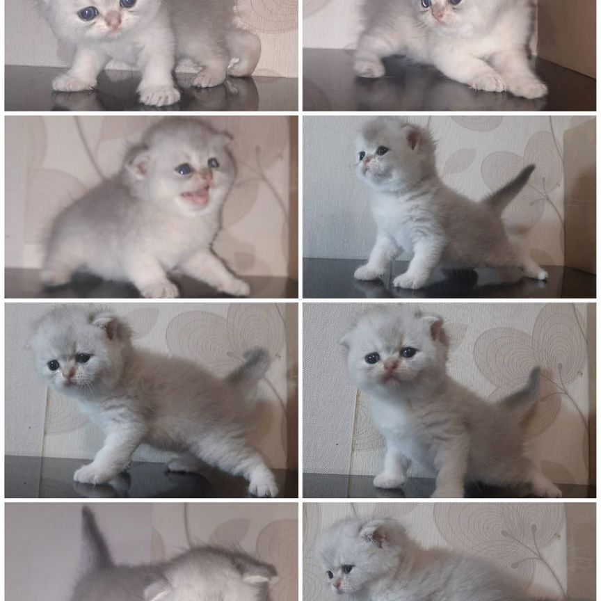 Шотландские котята