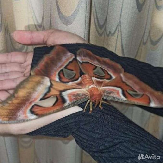 Ферма тропических бабочек