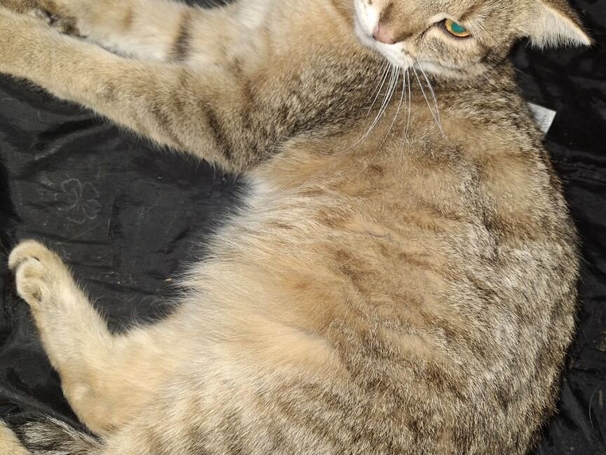 Кошка в дар бесплатно