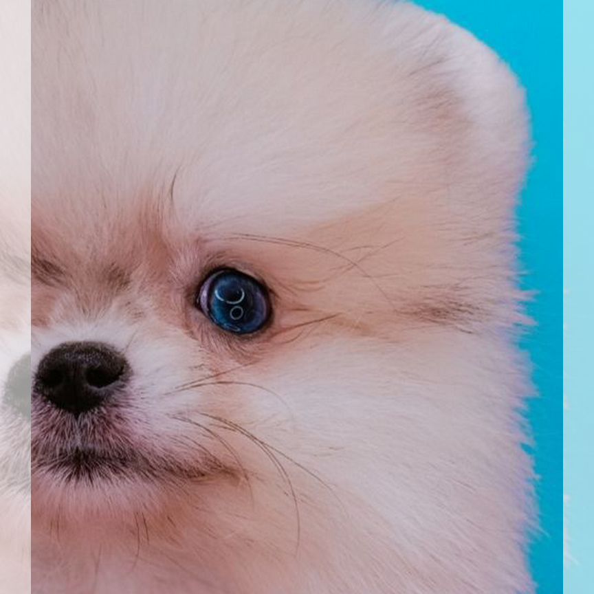 Померанский шпиц, щенок