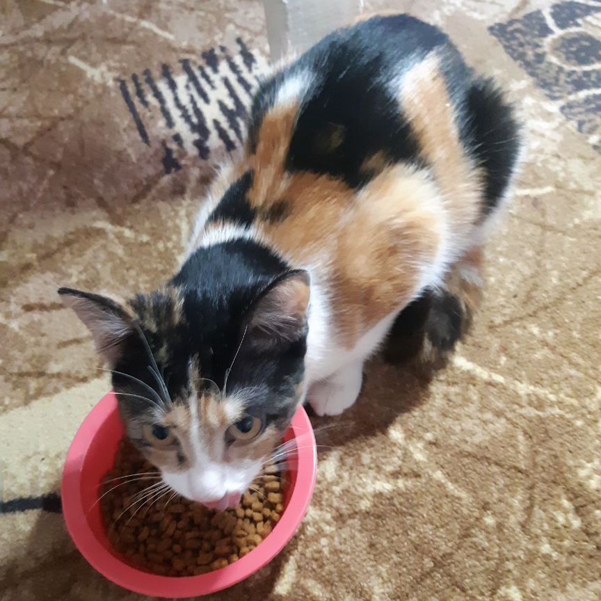 Котейка трехцветная