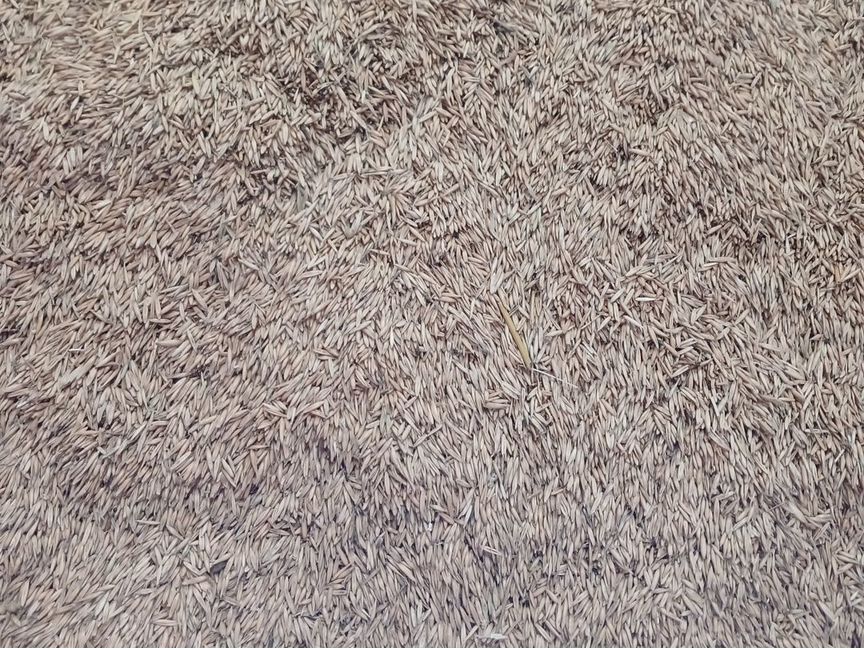 Овес ячмень пшеница