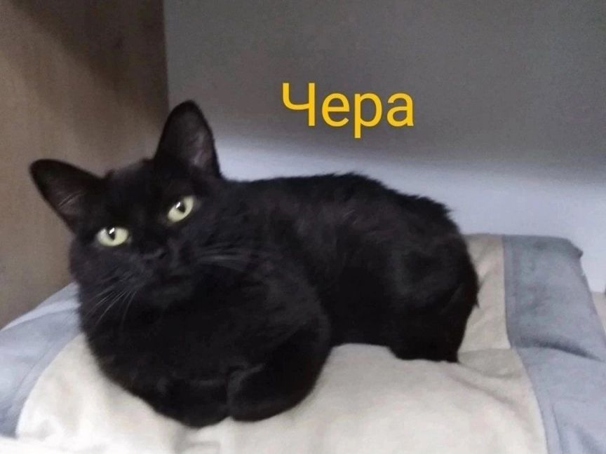 Черный кот, черная кошка в добрые руки