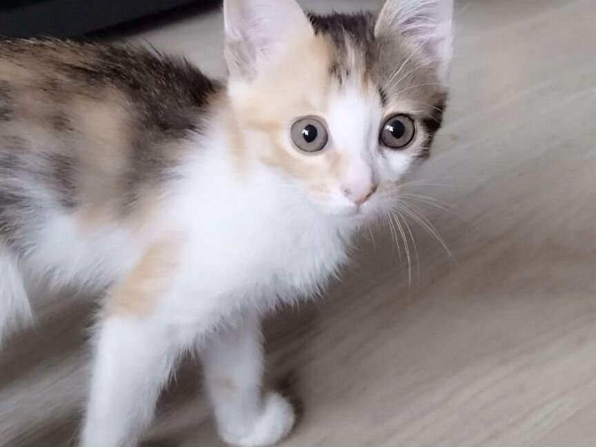Котенок кошечка