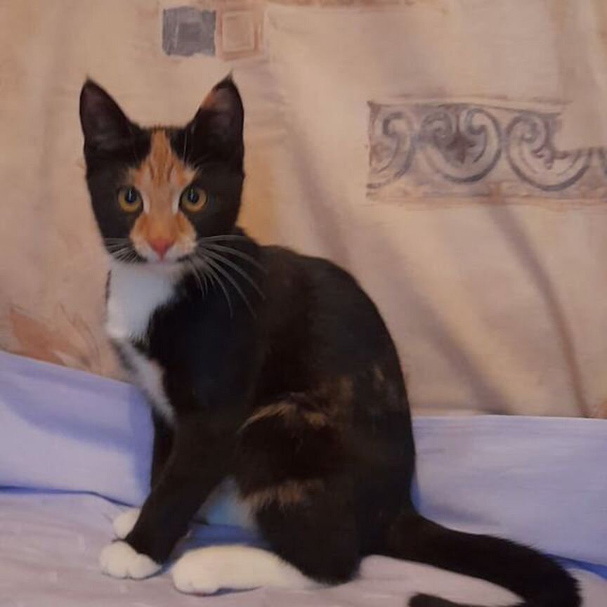 Кошка в добрые руки, бесплатно