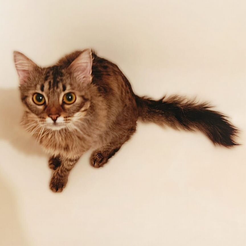 Сибирский кот, взрослый