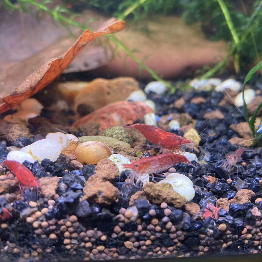 Креветки вишня