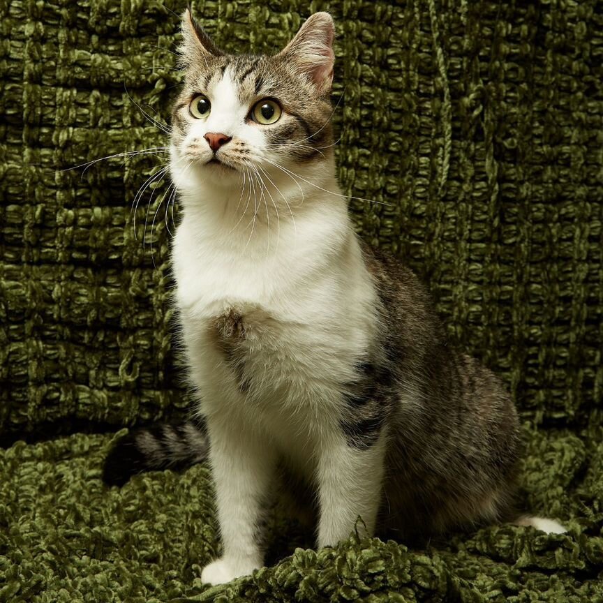 Бесплатно котенок