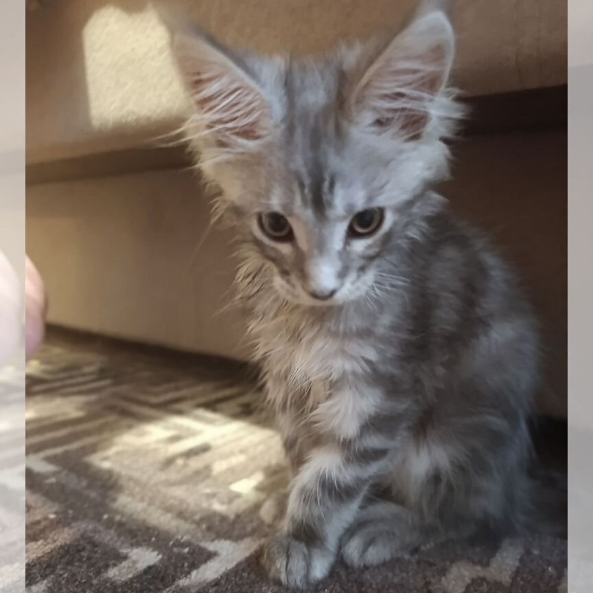 Продам котенка Мейн-куна