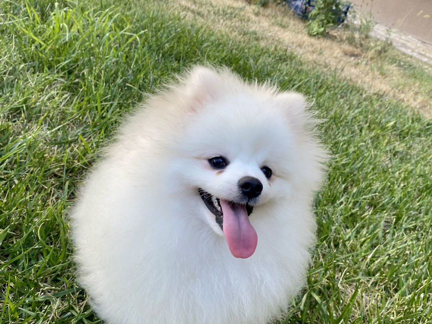 Белый мальчишка шпиц