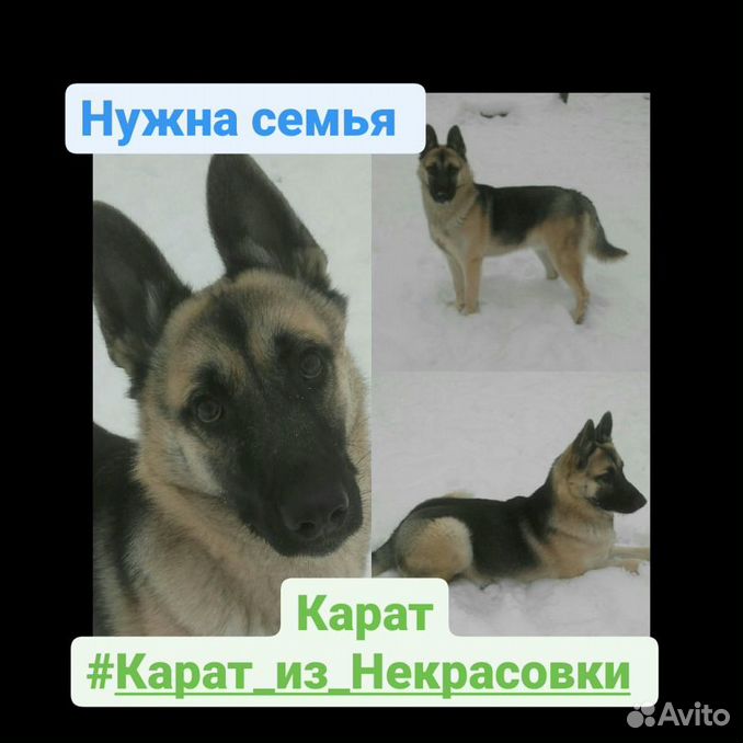Молодой, красивый мальчик из приюта