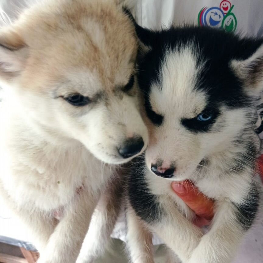 Сибирский хаски