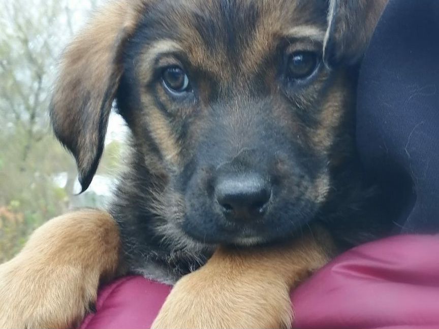 Щенок, мальчик, 1,5 месяца