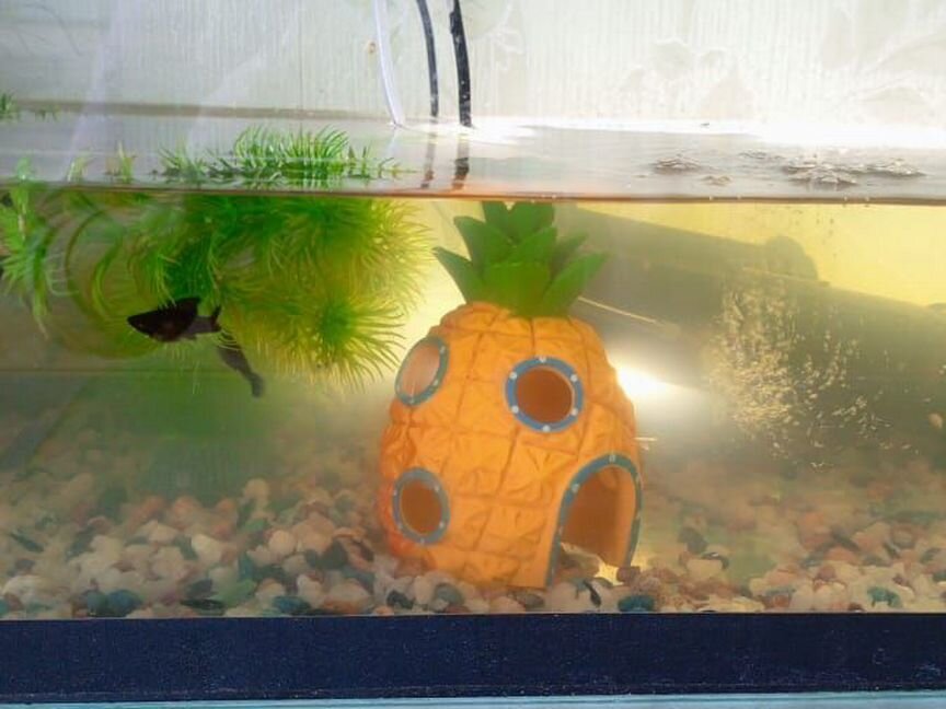 Аквариумные рыбки гуппи и молинезии