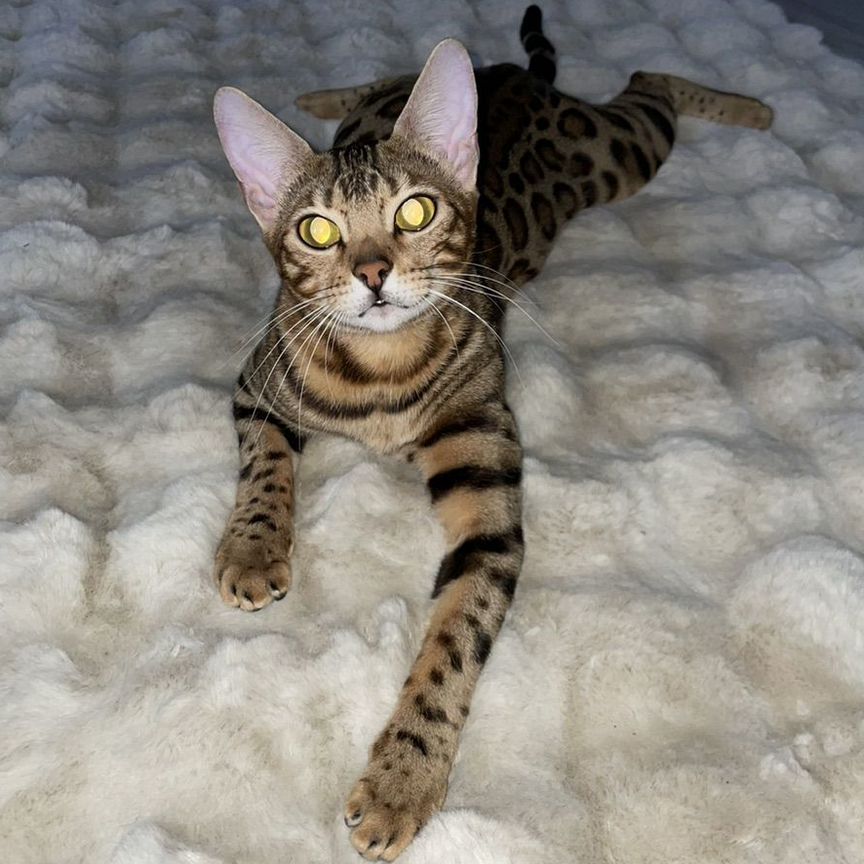 Бенгальская кошка