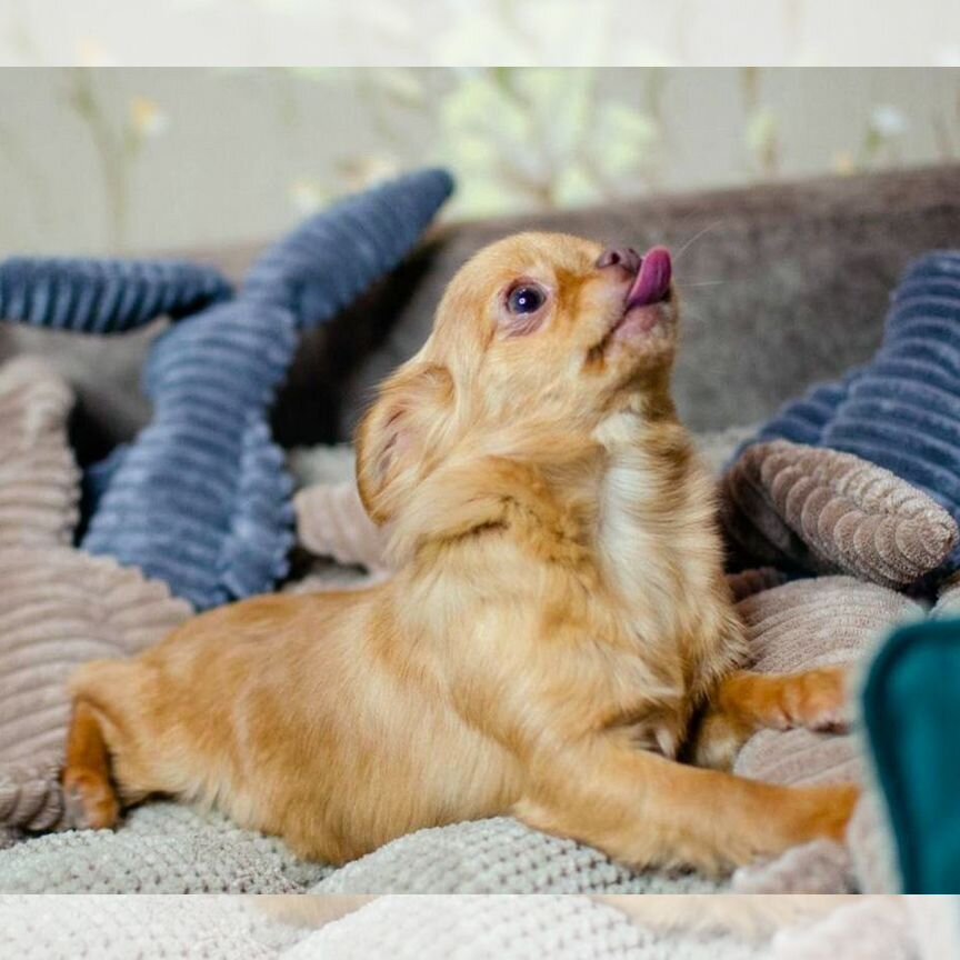 Чихуахуа, щенок