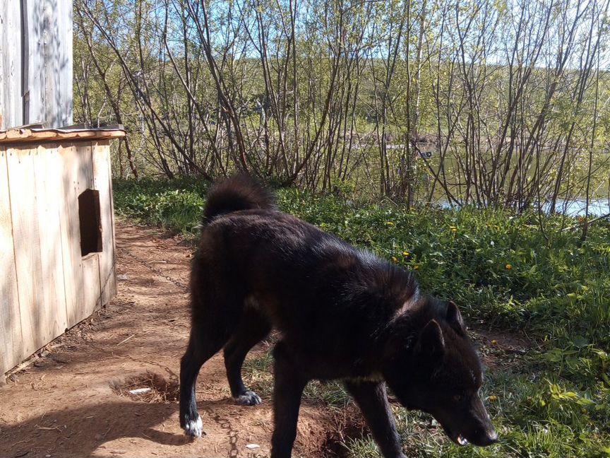 Кобель Рел. На вязку