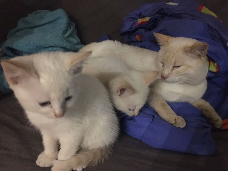 Котята као мани