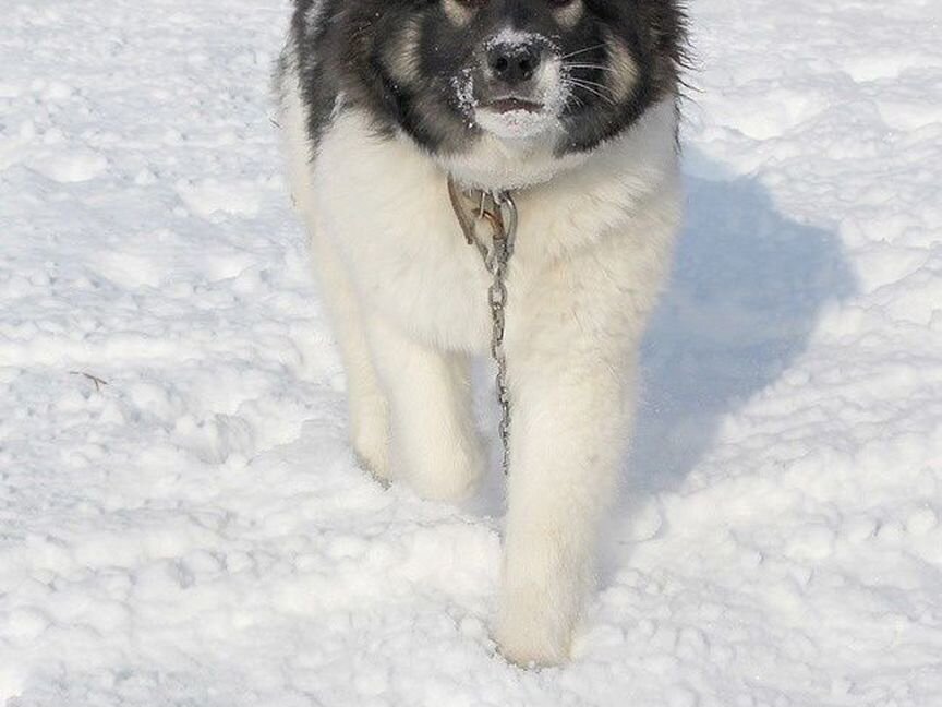 Собака Бэлла в добрые руки