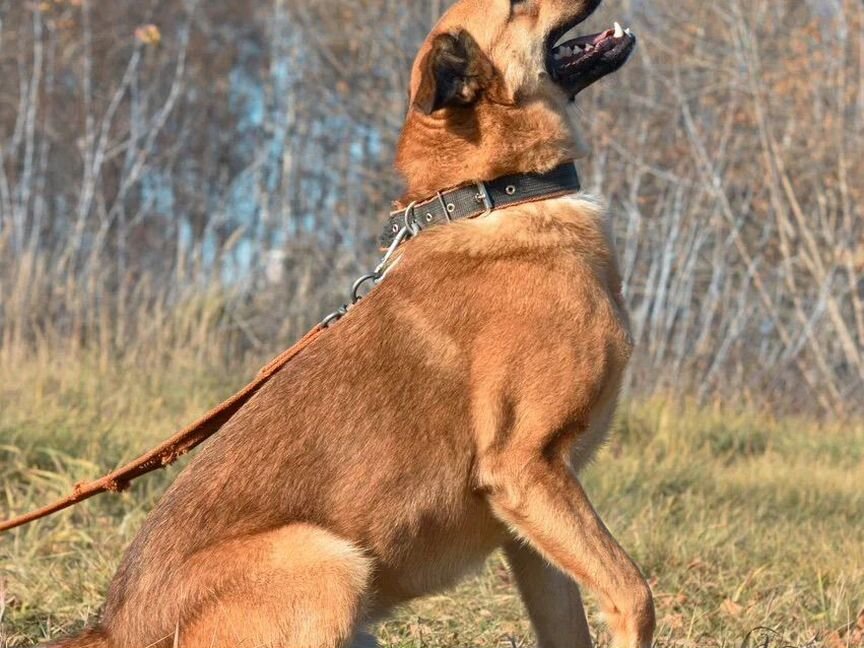 Шикарный красавчик Рон в поисках дома