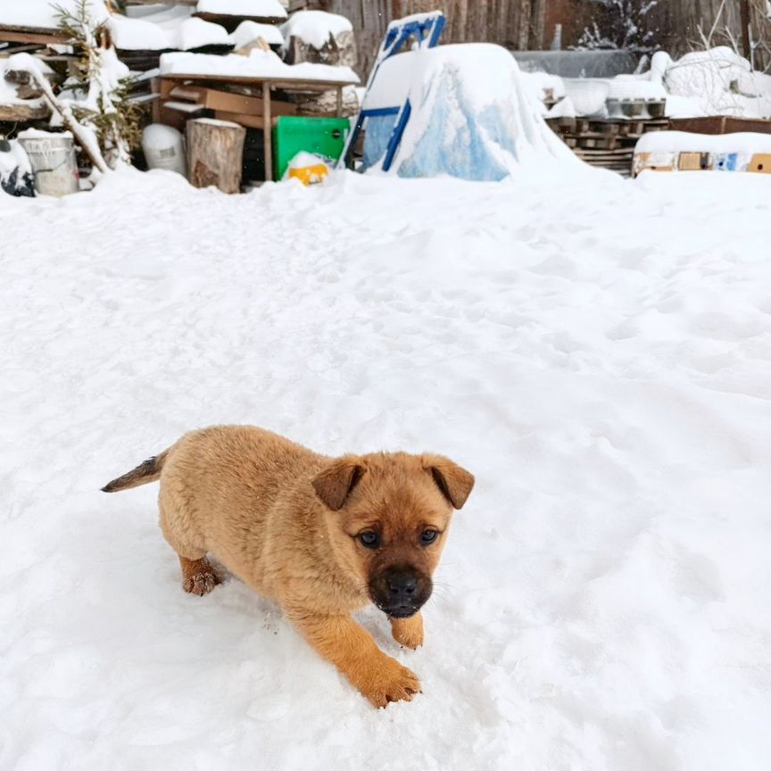 Дети Железной собаки #2