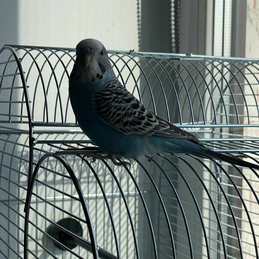 Попугай (с клеткой и кормом)