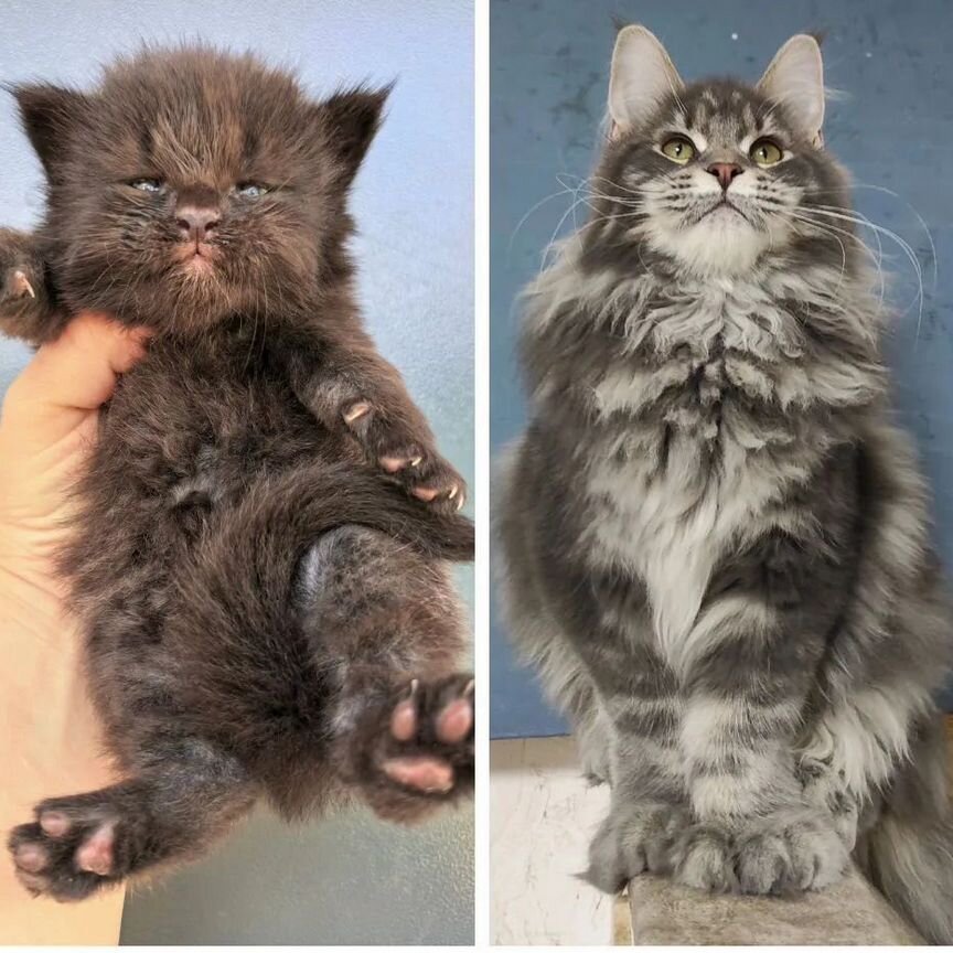Мейн-кун котёнок