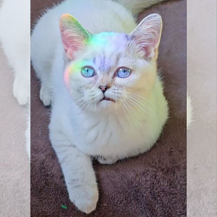 Шотландский прямоухий короткошёрстный котёнок