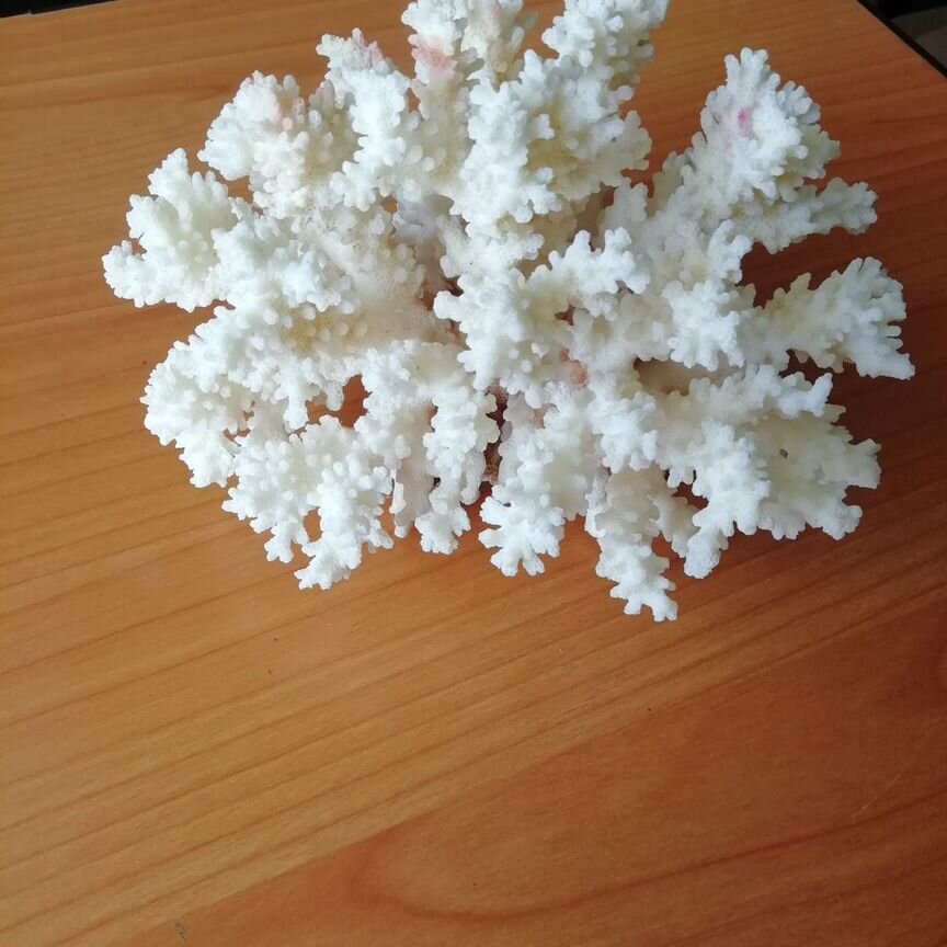 Коралл для аквариума