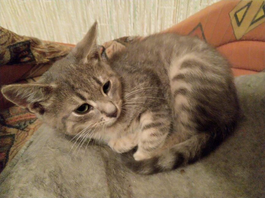 Котенок в добрые ручки