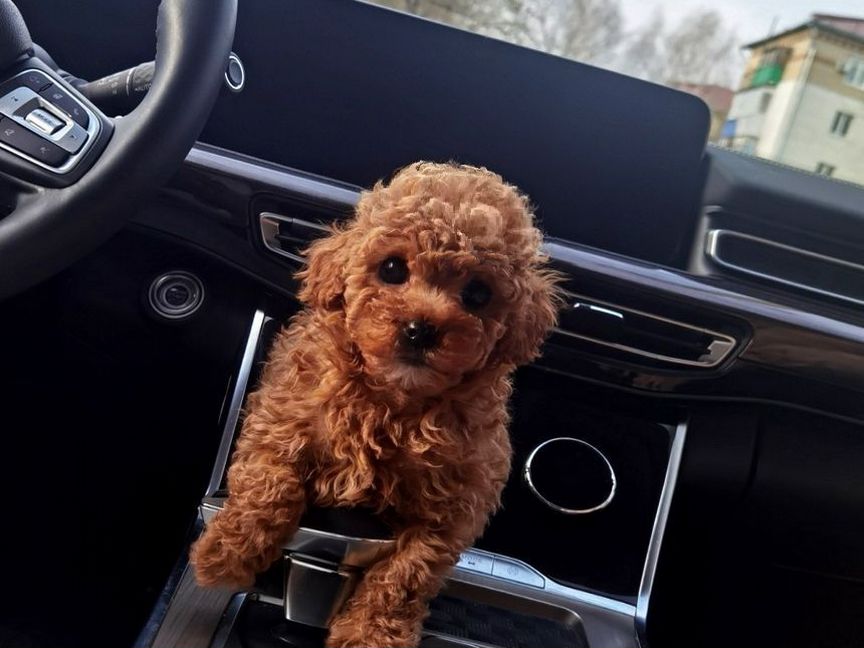 Мальтипу тедди мишки