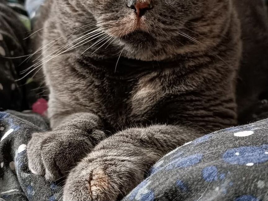 Кошка
