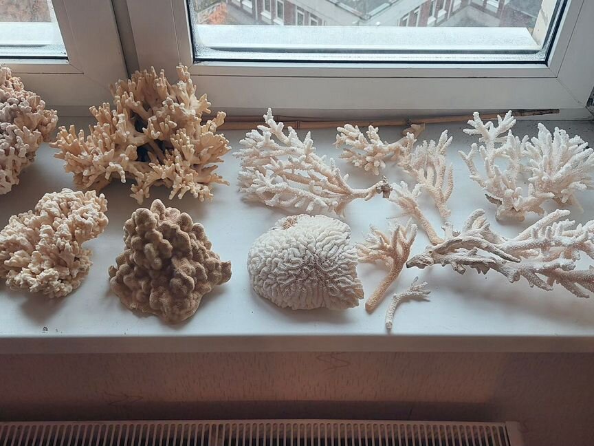 Натуральный коралл Куба