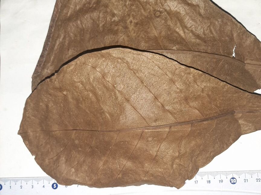 Продаю сушёные листья миндаля