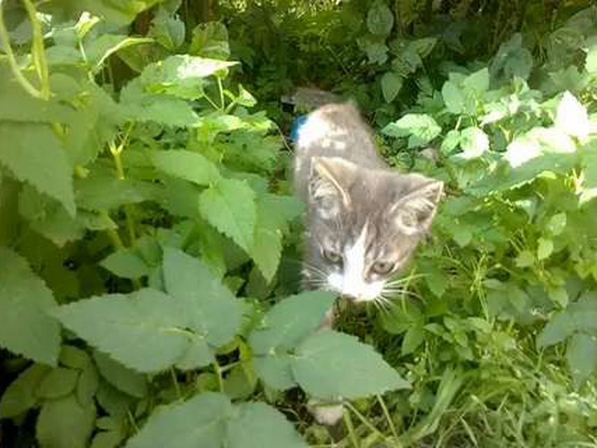 Котенок