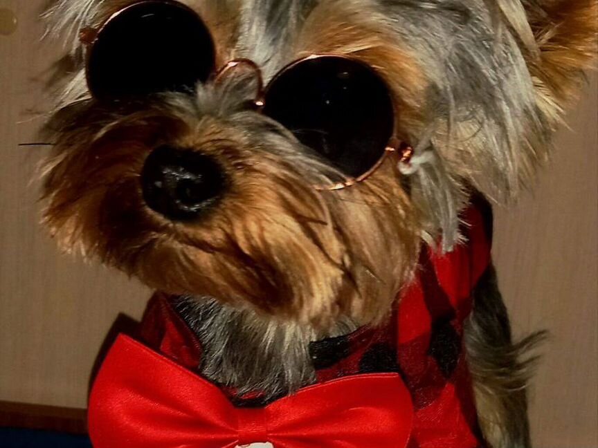 Йоркширский терьер вязка мальчик