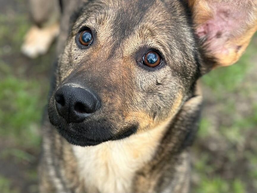 Лили из приюта